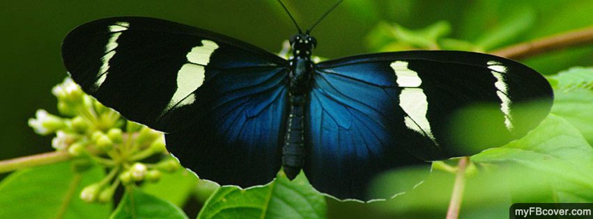 Butterfly-3 Facebook Cover | Timeline Cover | FB Cover