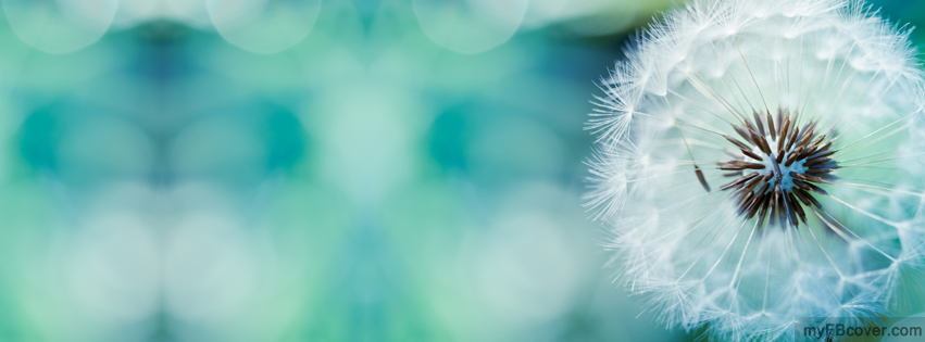 Dandelions Facebook Cover