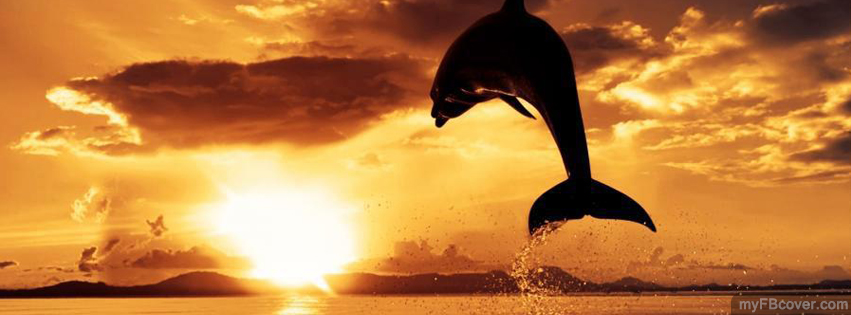 Dolphin-2 Facebook Cover | Timeline Cover | FB Cover