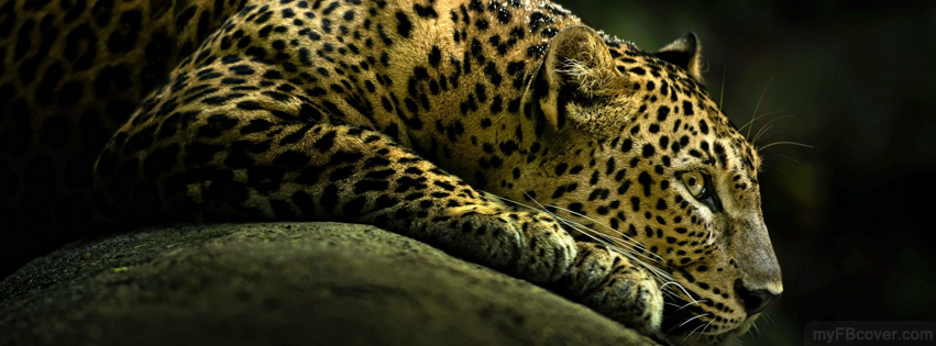 Leopard Facebook Cover | Timeline Cover | FB Cover